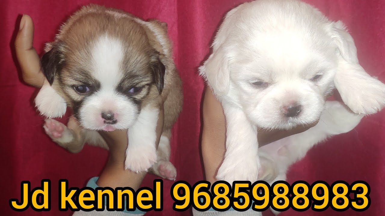 9685988983 Jd & rk pet junction Lasha apso puppies available Call ...