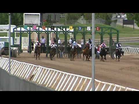 UQHRA Race #7 - Jake Kapp Maiden Frolic Trials 350 yards - YouTube