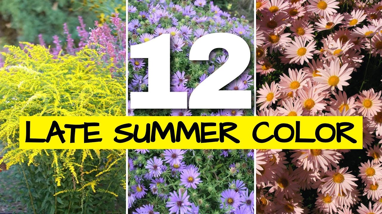 12 Plants for Late Summer Color in the Garden - YouTube