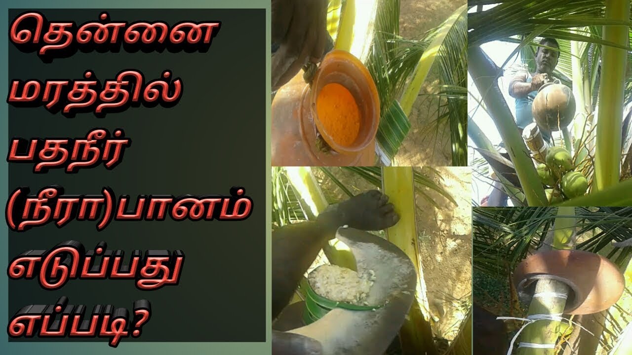 How to get Neera and Pathaneer drink in Coconut tree? நீரா பதநீர் பானம் ...