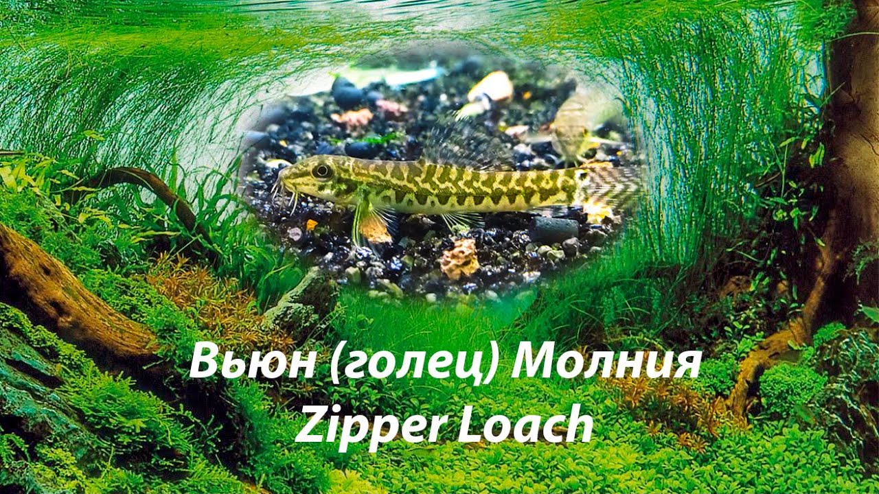 Вьюн (голец) Молния | Zipper Loach | донные рыбки - YouTube