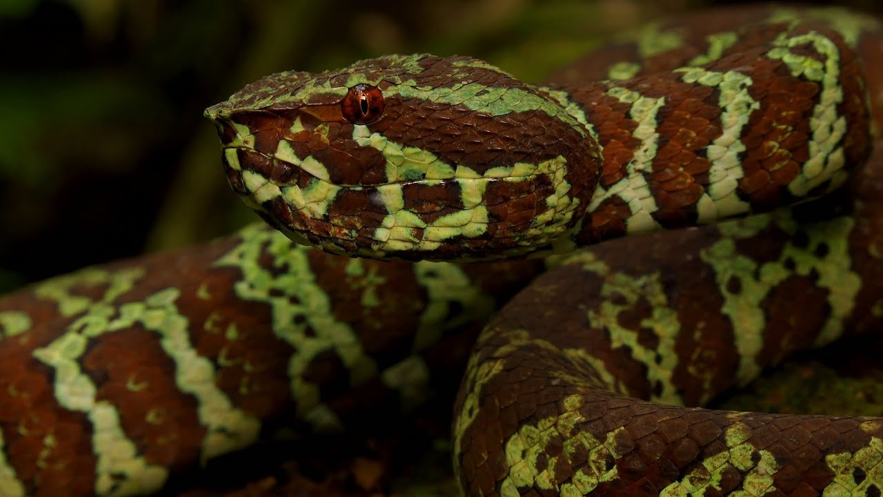 Most Beautiful Viper? Broad-banded Pit Viper Snake: Tangkoko, North ...