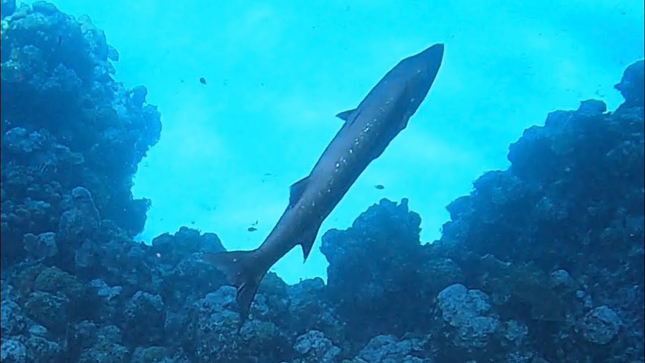 Underwater footage at Cheeseburger Reef, Grand Cayman! - YouTube