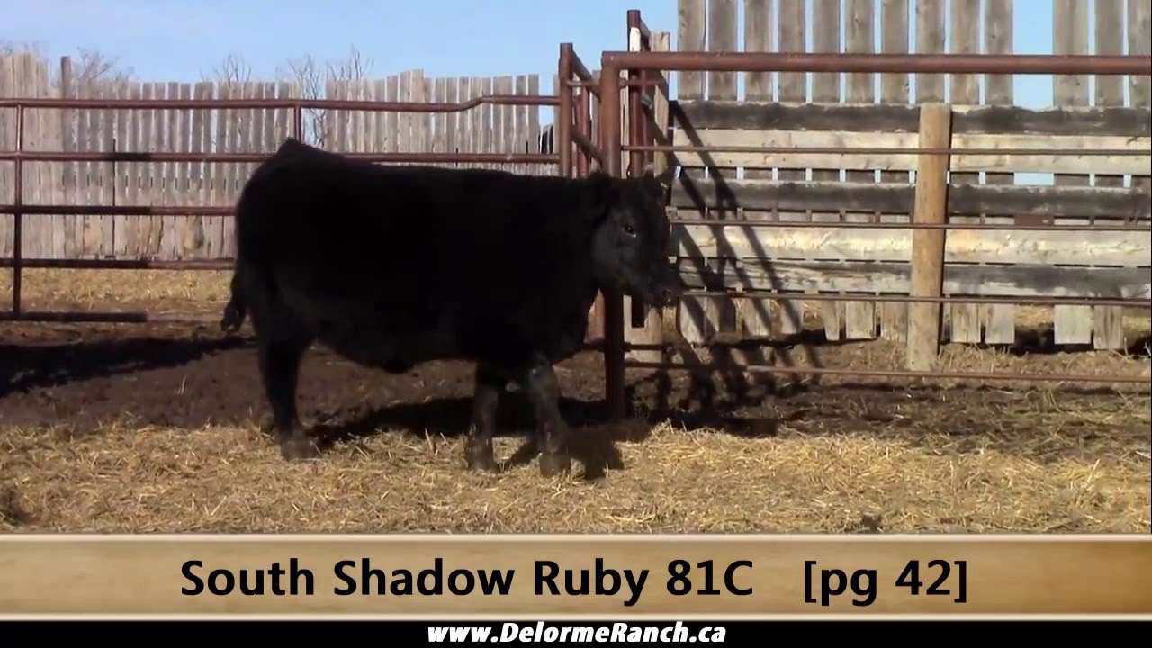81C - South Shadow Ruby 81C, Black Angus Heifer for sale - YouTube