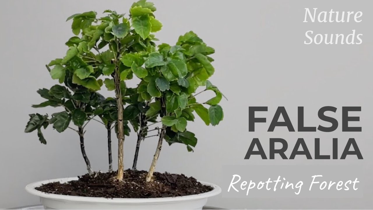 Olympia False Aralia, Dizygotheca Elegantissima, Repotting Mini Forest, Oct2022 - YouTube