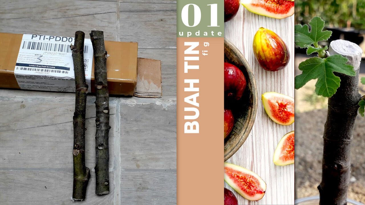 Tanam Tin TGF Dari Cutting (Stek Batang), Hemat Dan Murah - YouTube