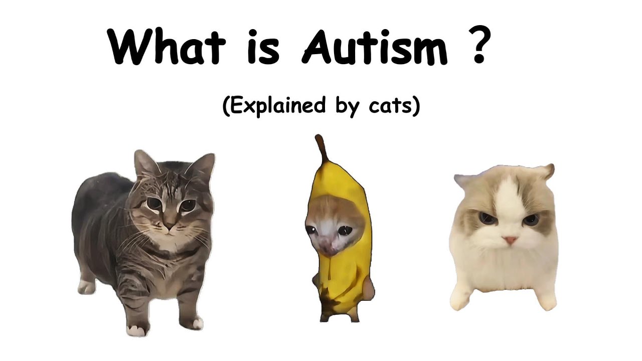What is Autism? (Explained by cats) - YouTube
