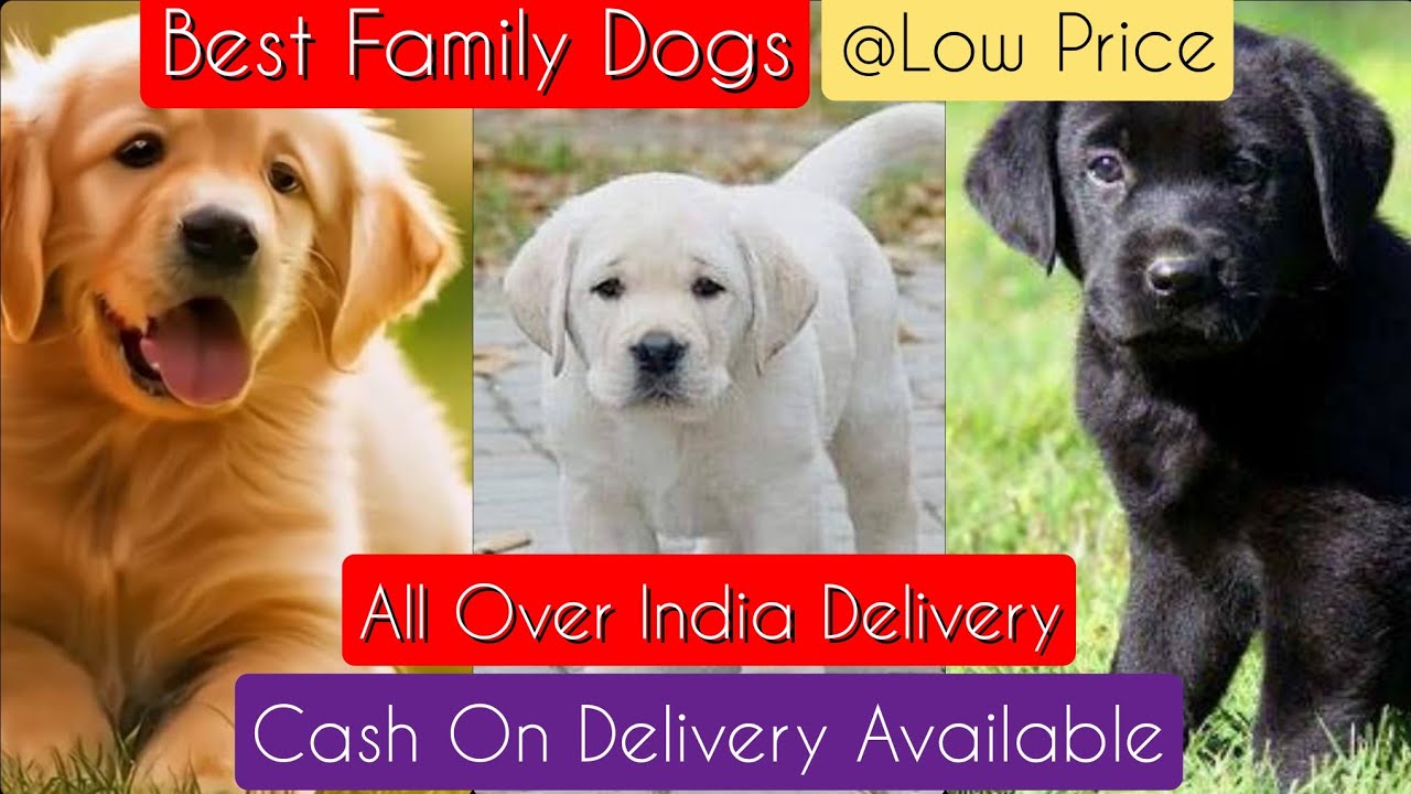 Best Family Dogs For Loving Home 🏡 All Over India 🇮🇳 Delivery - YouTube