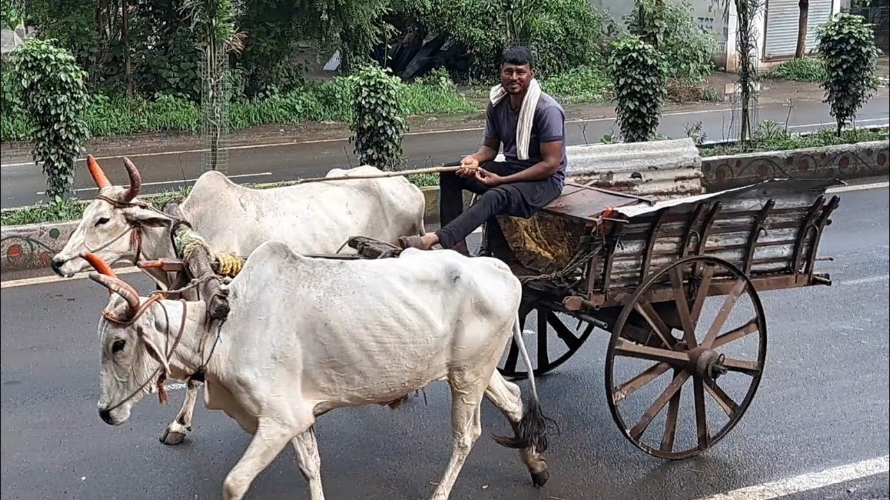 Bullock cart! Amalner City. - YouTube