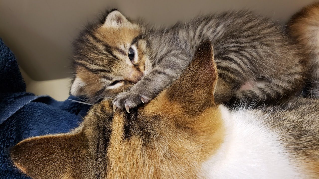 Kittens Live Stream - YouTube