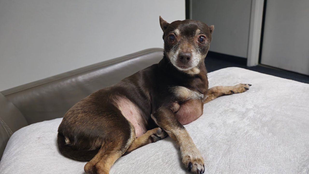 Nearly 15 Year Old ChiPin ( Chihuahua & Miniature Pinscher) Relaxing on ...