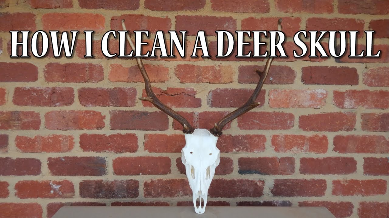 HOW I CLEAN A DEER SKULL Euro Style YouTube HOW I CLEAN A DEER SKULL Euro Style YouTube