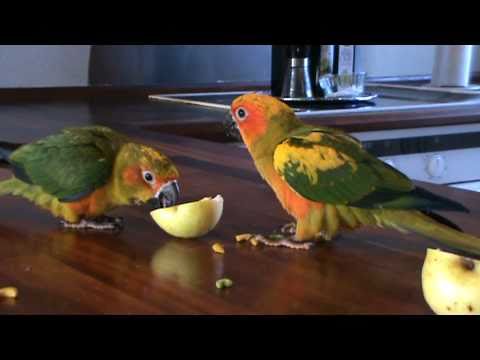 2 nice young sun conure eat appel - YouTube