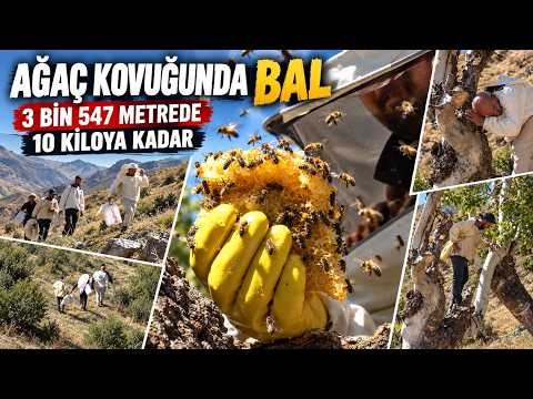 Kilometrelerce yol aştılar, Arnos Dağı’nda doğal bala ulaştılar