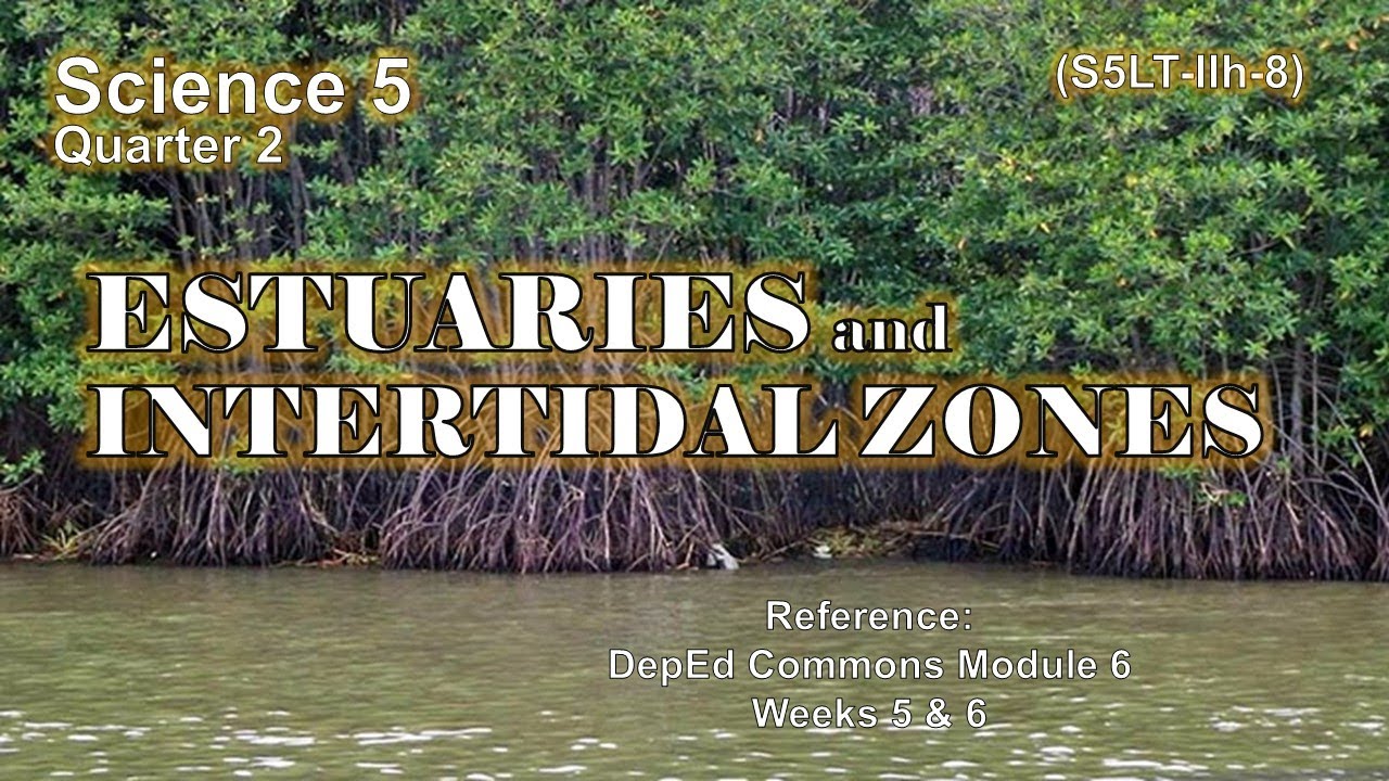SCIENCE 5 – QUARTER 2 – Week 5 & 6 │ ESTUARIES and INTERTIDAL ZONES ...