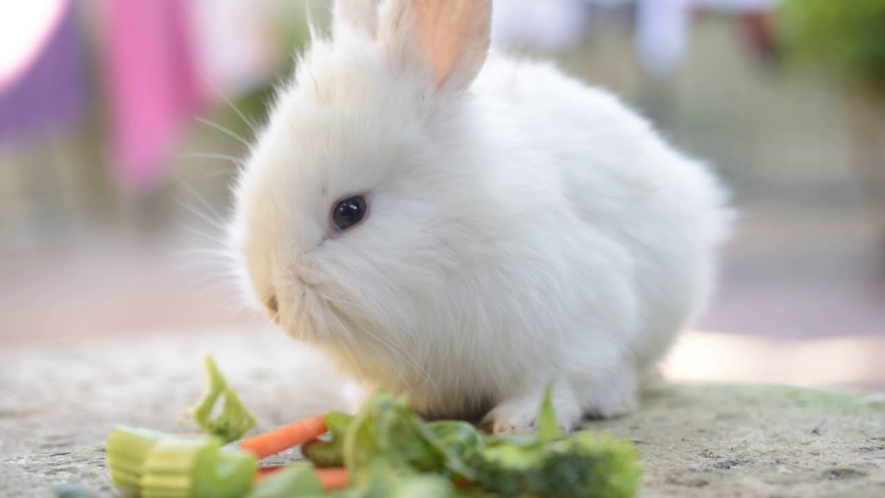 Conejito comiendo sus verduras 🐰 - YouTube