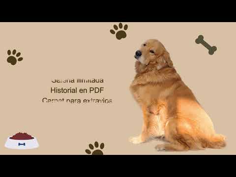presentacion petstory