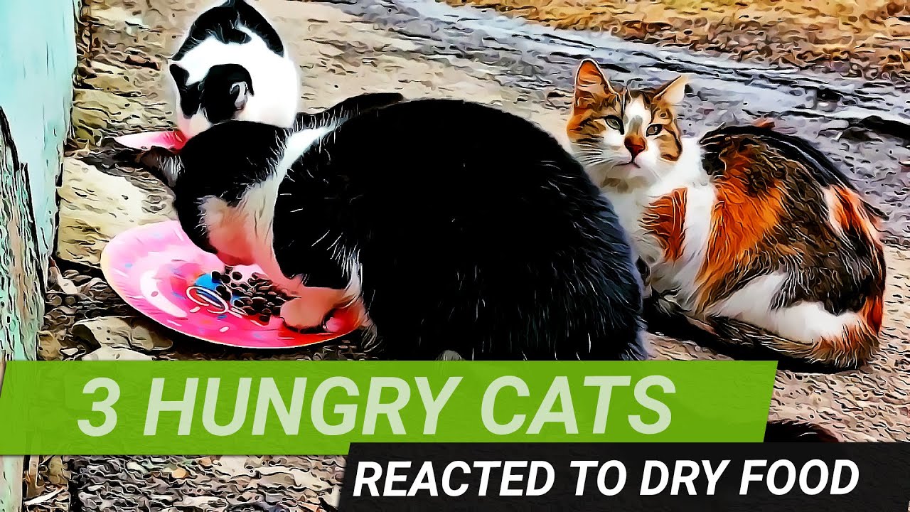 3 Hungry Homeless Cats Are Running Towards Dry Cat Food - YouTube