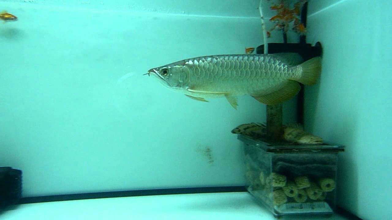 High Back Golden Arowana - YouTube