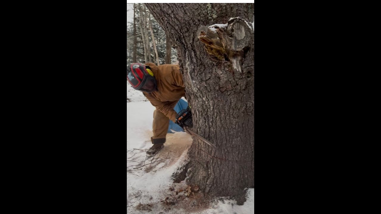 massive pine tree removal almost hits house. no homes were harmed in the making off this video ...