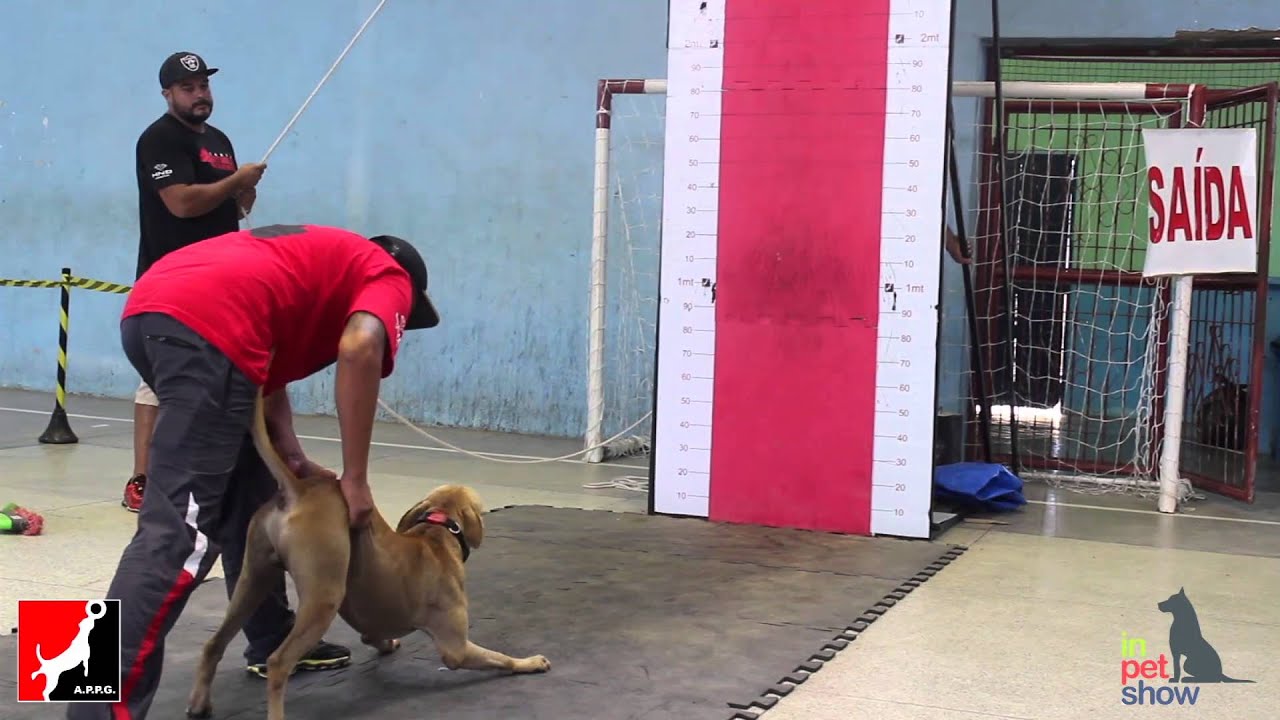 1º Etapa Pitgameness - 2016 Associaçao Paulista de Pit Gameness - YouTube