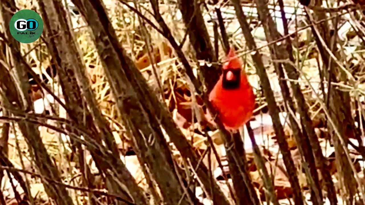 Backyard Cardinal Sighting-Snowy Winter Day in the Midwest! South ...