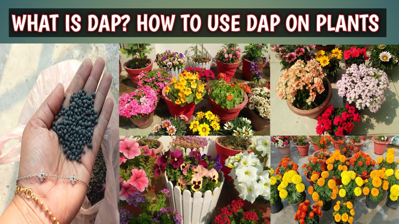 WHAT IS DAP? | HOW TO USE DAP ON PLANTS IN CORRECT WAY TO BOOST GROWTH ...