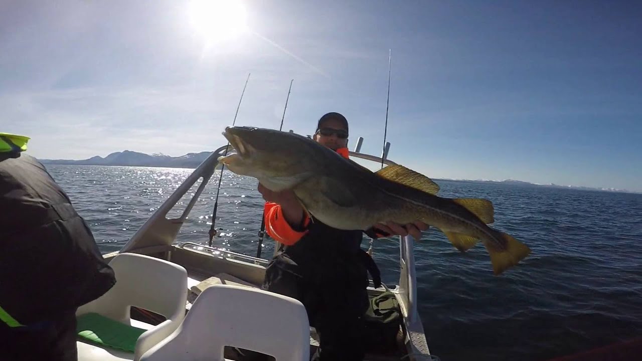 Angeln in Norwegen / Heilbutt / Dorsch / Schellfisch - Smøla Feriesenter - YouTube