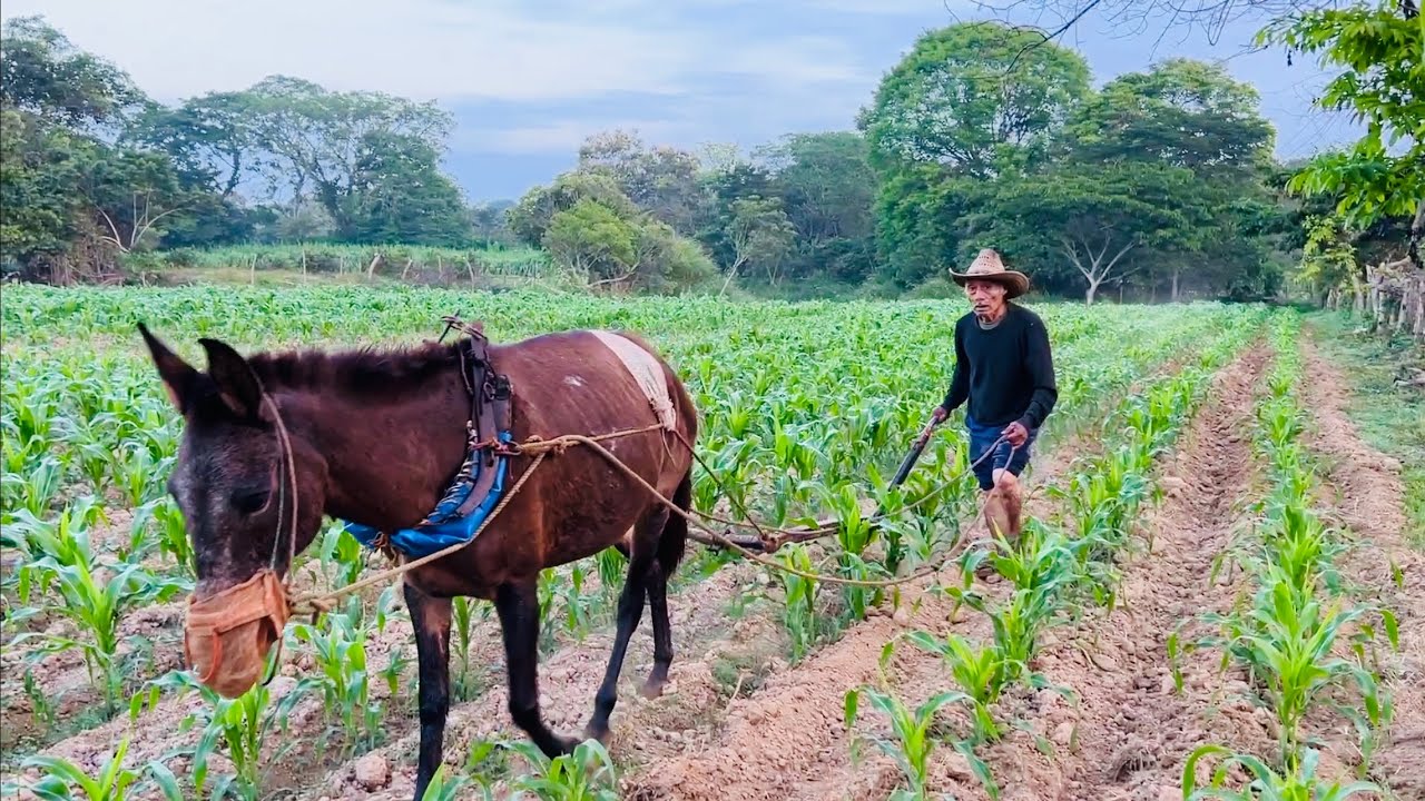 Así trabaja la tierra con su mula y arado Don Isaias Castro En Oaxaca ...