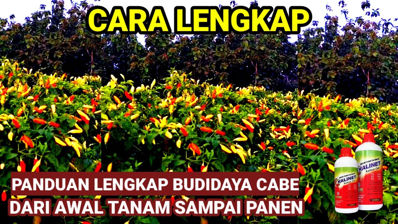 PANDUAN LENGKAP .!! TANAM CABE DARI AWAL TANAM SAMPAI PANEN - YouTube