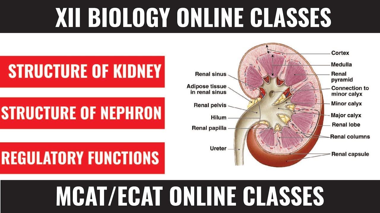 Structure of Kidney I Regulatory Functions of Kidney I XII Biology ...
