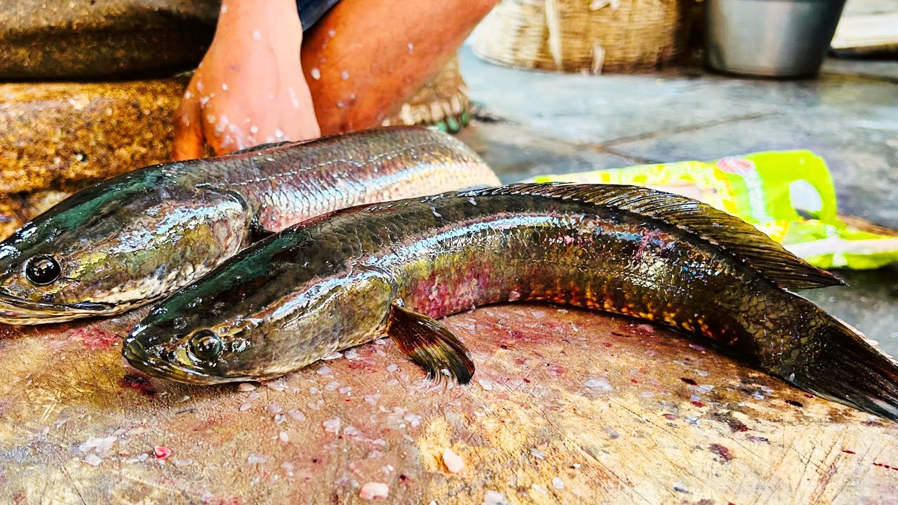 Live fish cattle🔥🔪kasimedu veral fish cutting slice skills - YouTube