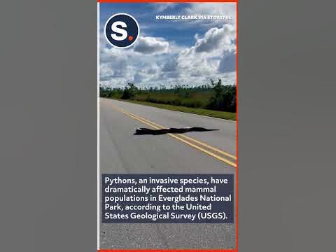 Giant Python Slithers Across Road in Everglades National Park - YouTube