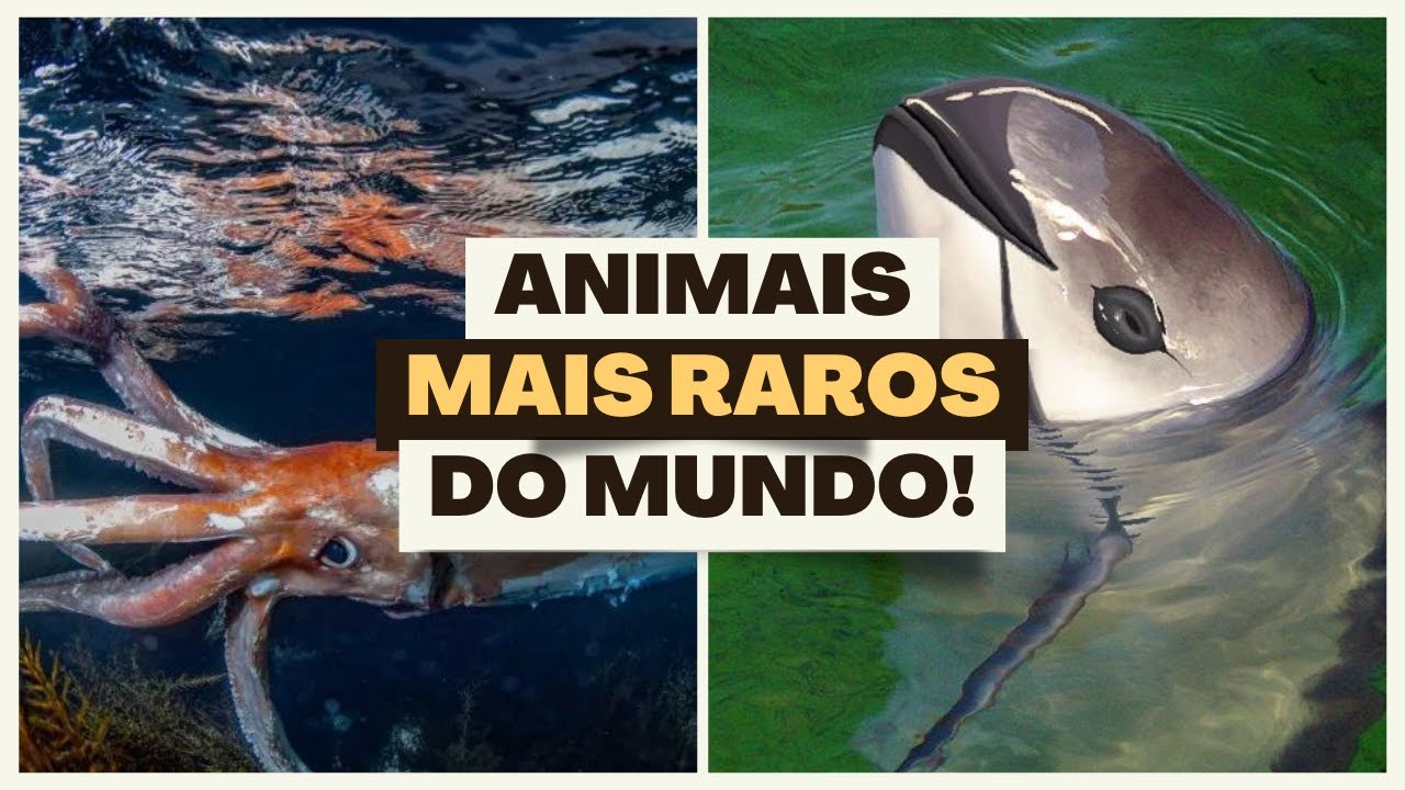 10 Animais Raros e Extraordinários À Beira Da Extinção! - YouTube