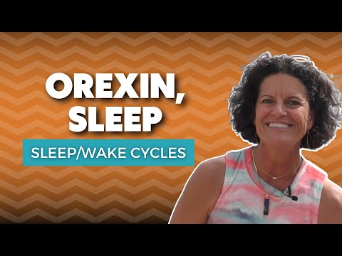 The Orexin Hormone | What Does Orexin Do In Sleep?
