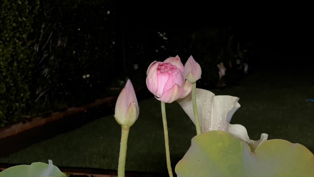 Lotus Flower Blooming Time Lapse/ Light Pink Double Petals - YouTube