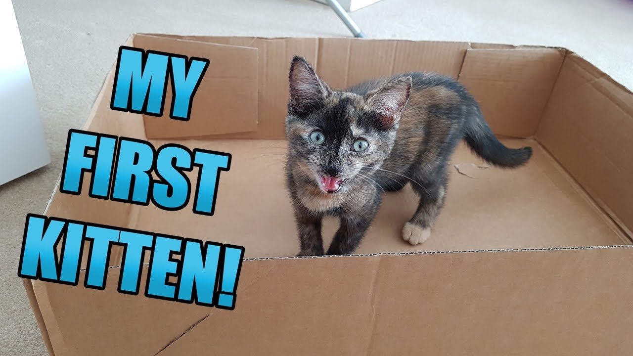My First Kitten! - Firekitten the Cat Mom. - YouTube