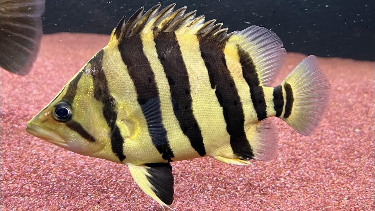 MAKANAN IKAN DATNOID AGAR CEPAT BESAR - YouTube