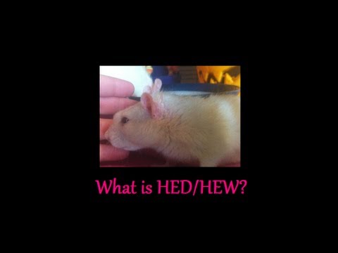 Friday Facts! What is HED/HEW? - YouTube