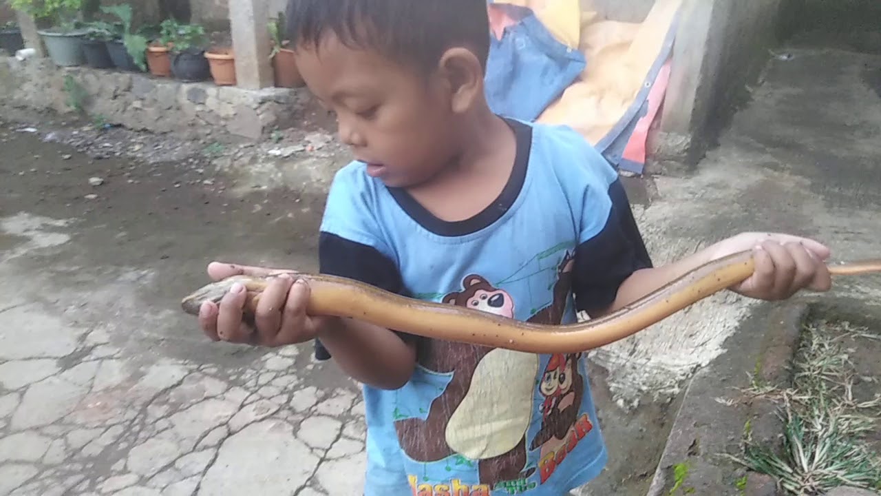 Anak kecil bermain sama belut - YouTube