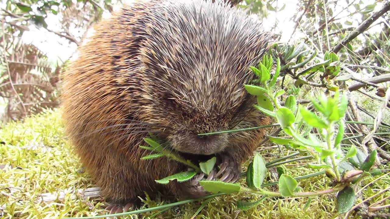 El puerco espín (Coendou vestitus) - YouTube
