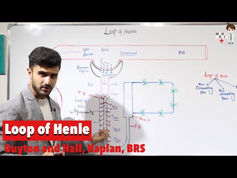 Loop of Henle (Physiology #93) - YouTube