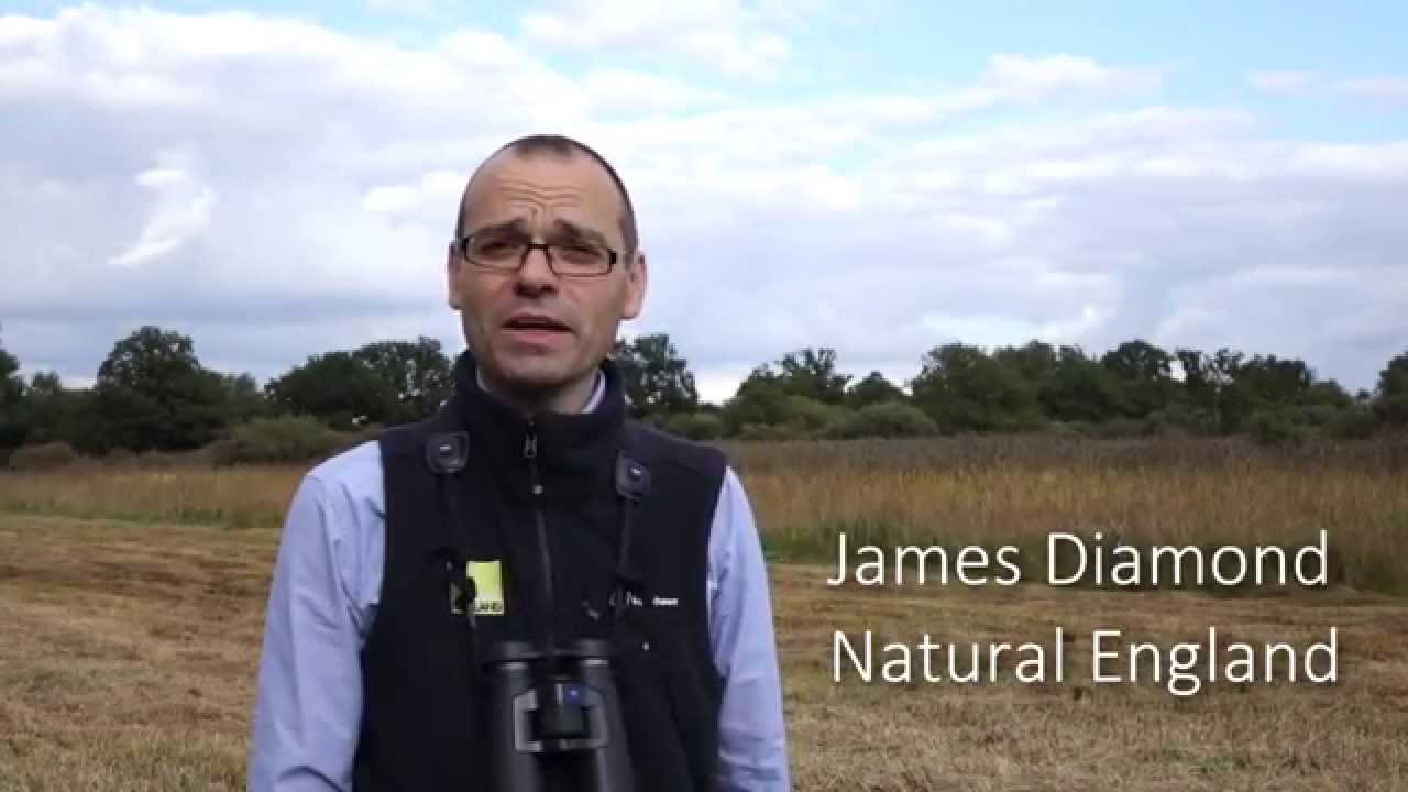 Great Fen – Holme Fen Spitfire dig - YouTube