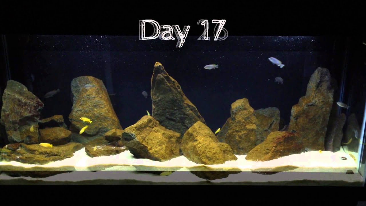 African Cichlid Algae Progress 2 Months - YouTube