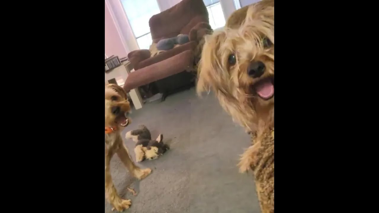 Twin Yorkie Brothers Romp #yorkshireterrier #yorkie - YouTube