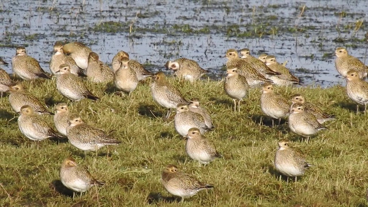 Golden Plover flock, Buckroney Fen, Co. Wicklow - YouTube