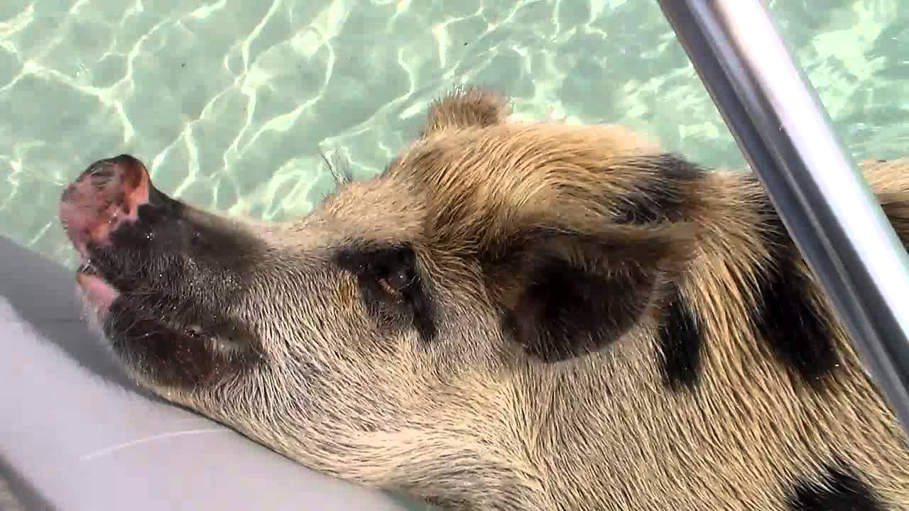 how to get your thumb ripped off from feeding wild pigs - YouTube