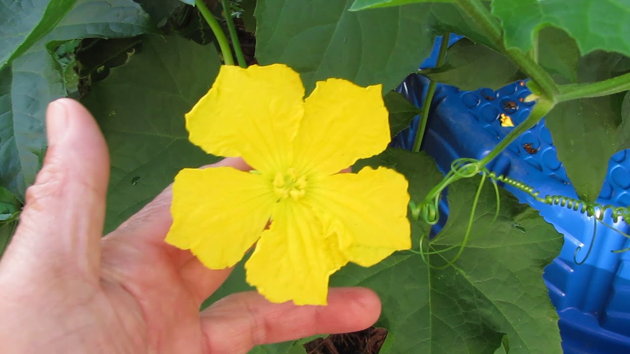 Vietnamese Special Squash - Mướp - YouTube