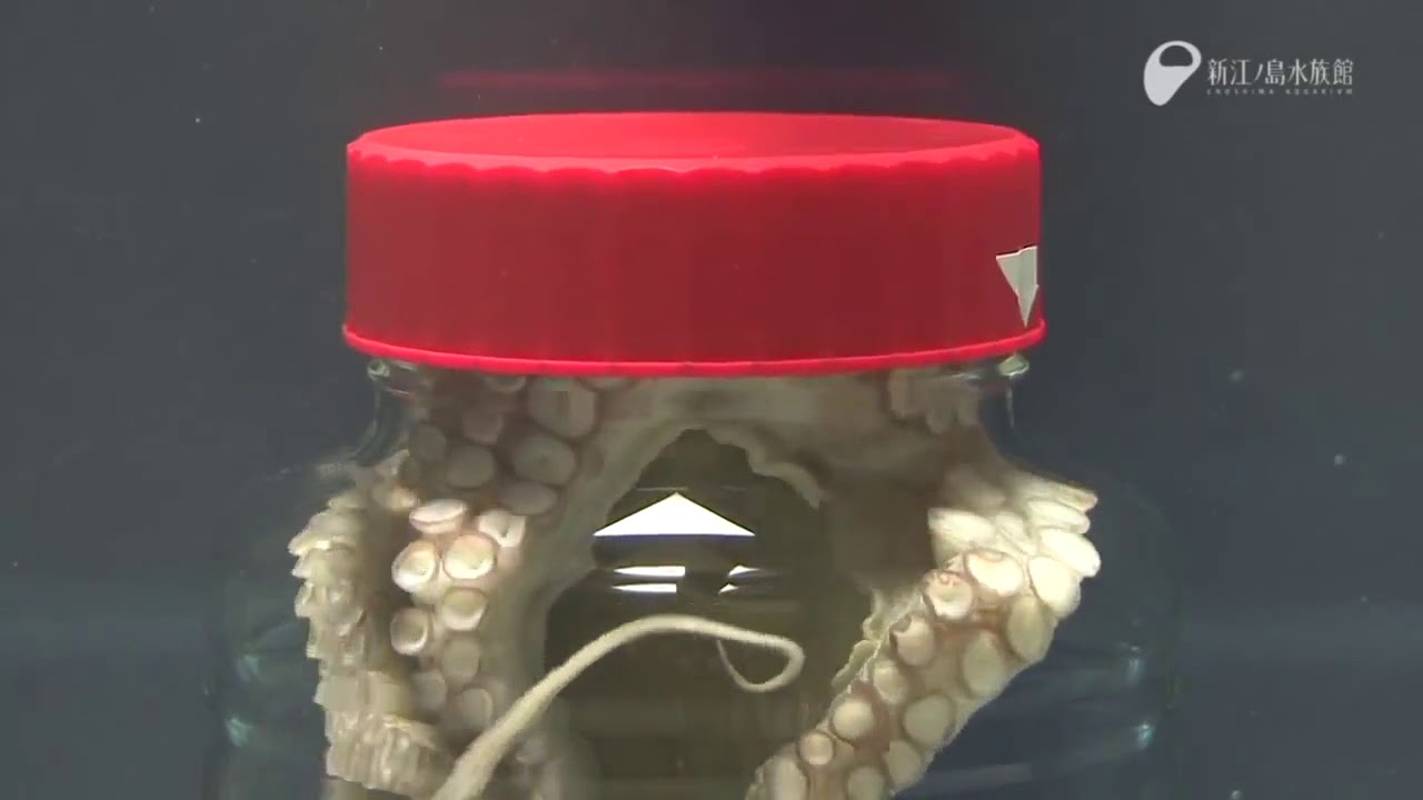 Octopus Escapes a closed jar look how he does it!! **amazing**!! - YouTube