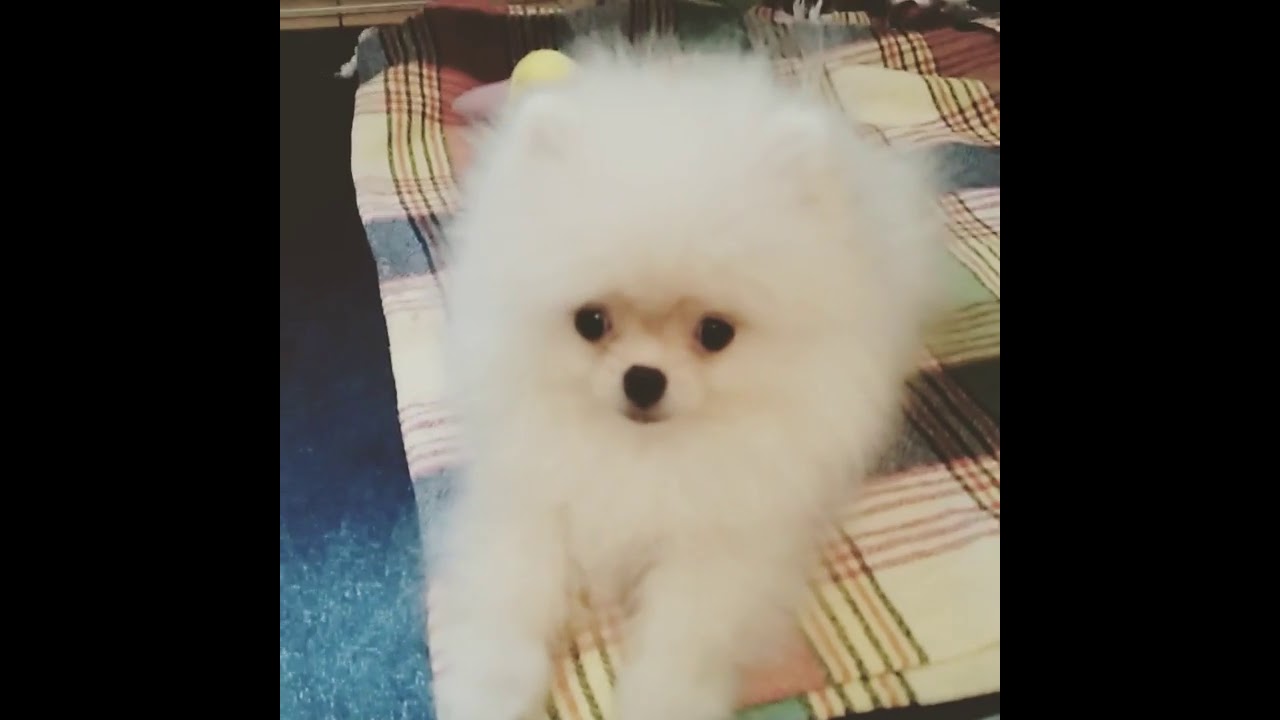 SHIK DOGI DOG, FCI Kennel of Pomeranian. - YouTube